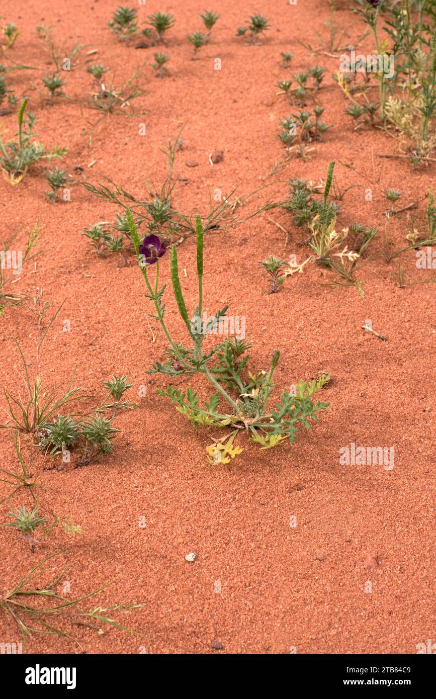 Purple poppy (Roemeria hybrida) is an annual herb native to ...