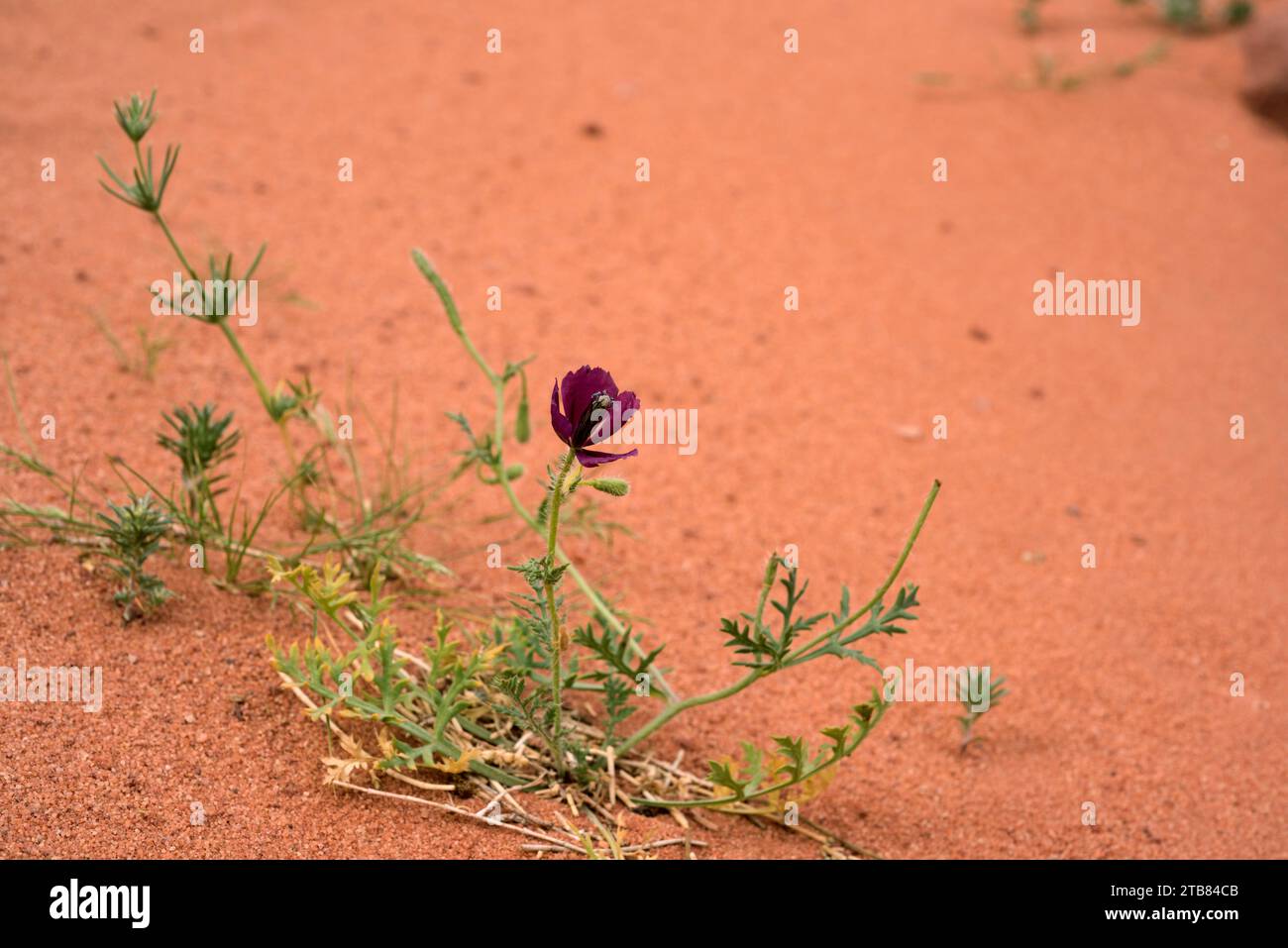 Purple poppy (Roemeria hybrida) is an annual herb native to ...
