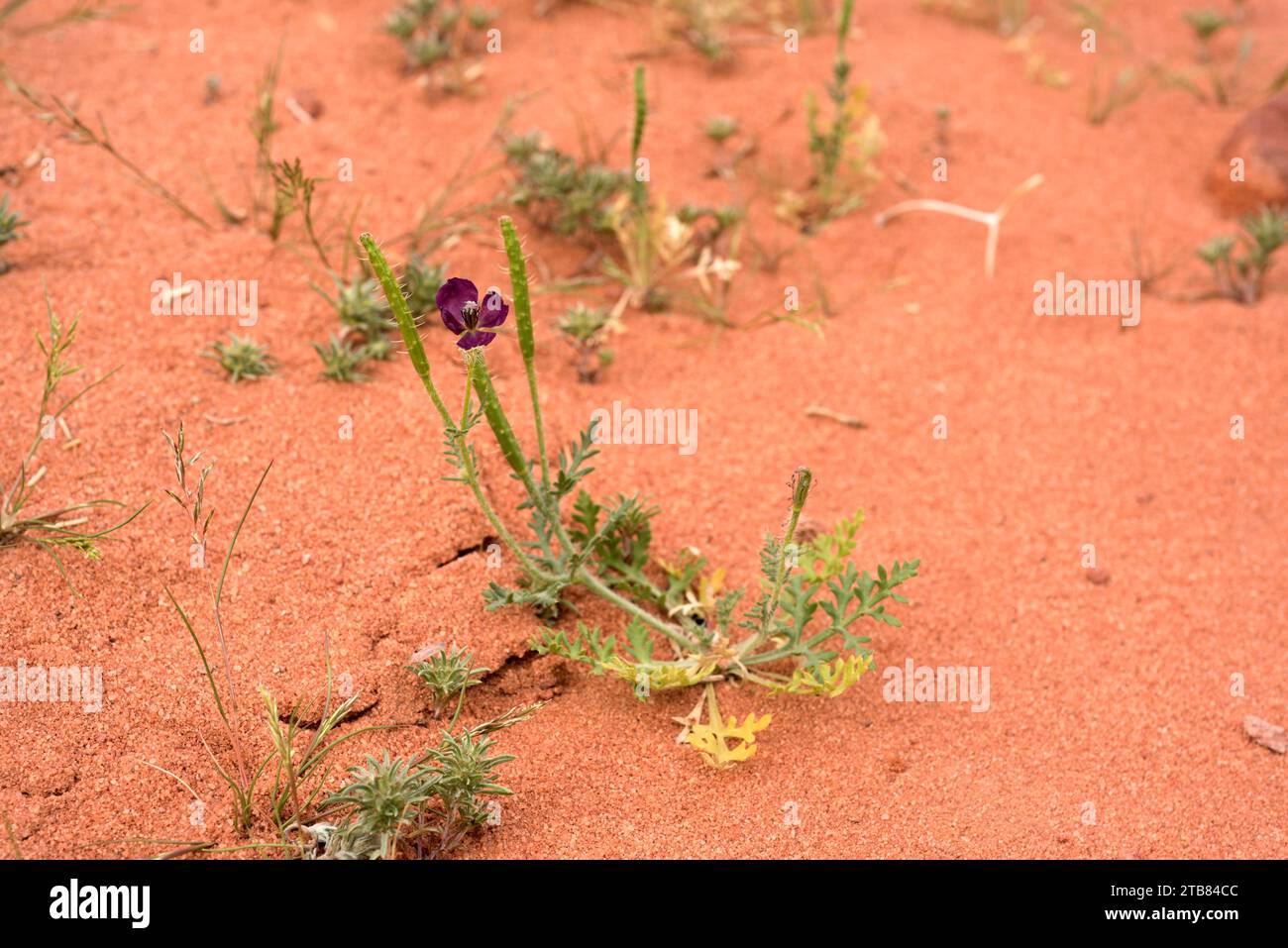 Purple poppy (Roemeria hybrida) is an annual herb native to ...