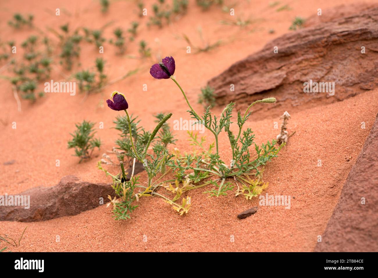 Purple poppy (Roemeria hybrida) is an annual herb native to ...