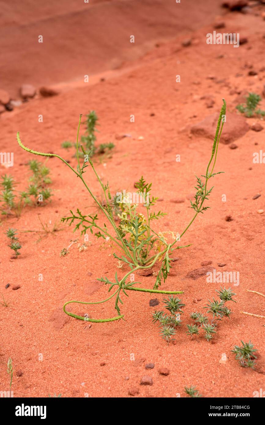 Purple poppy (Roemeria hybrida) is an annual herb native to ...