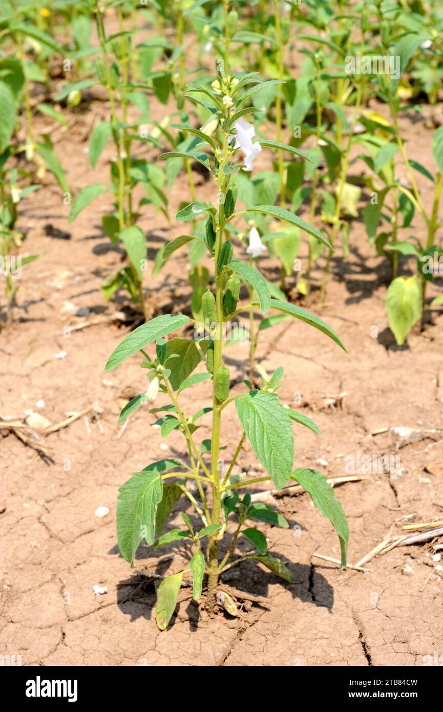 Sesamum indicum hi-res stock photography and images - Alamy