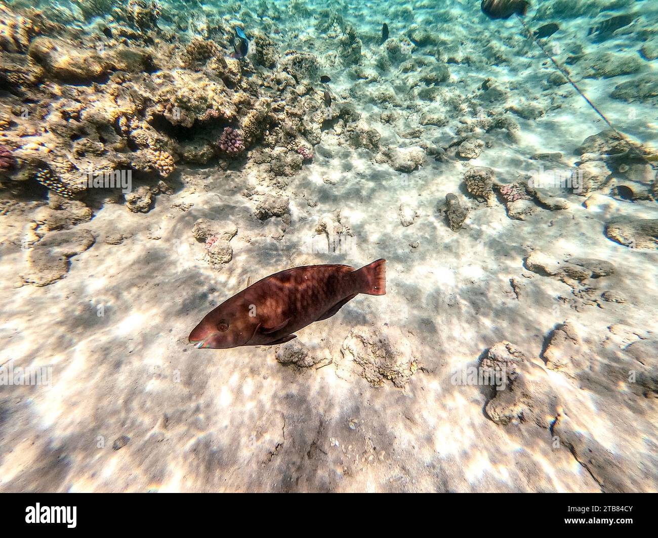 Colorful tropical Hipposcarus longiceps or Longnose Parrotfish known as ...