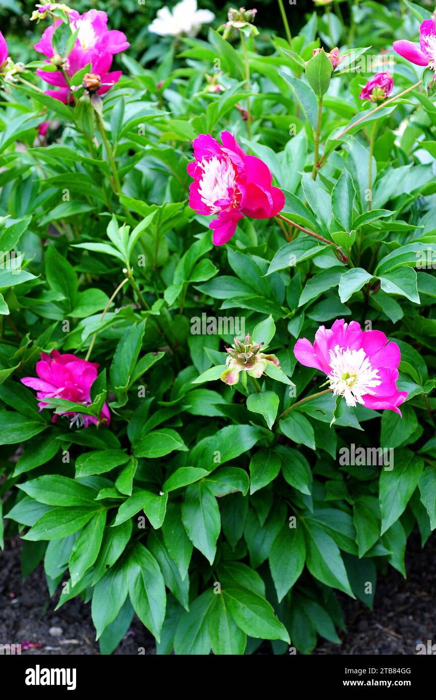 Chinese peony (Paeonia lactiflora) is a perennial herb native to ...
