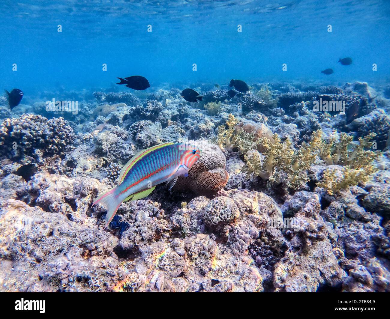 Klunzinger's wrasse known as Thalassoma rueppellii underwater at the ...