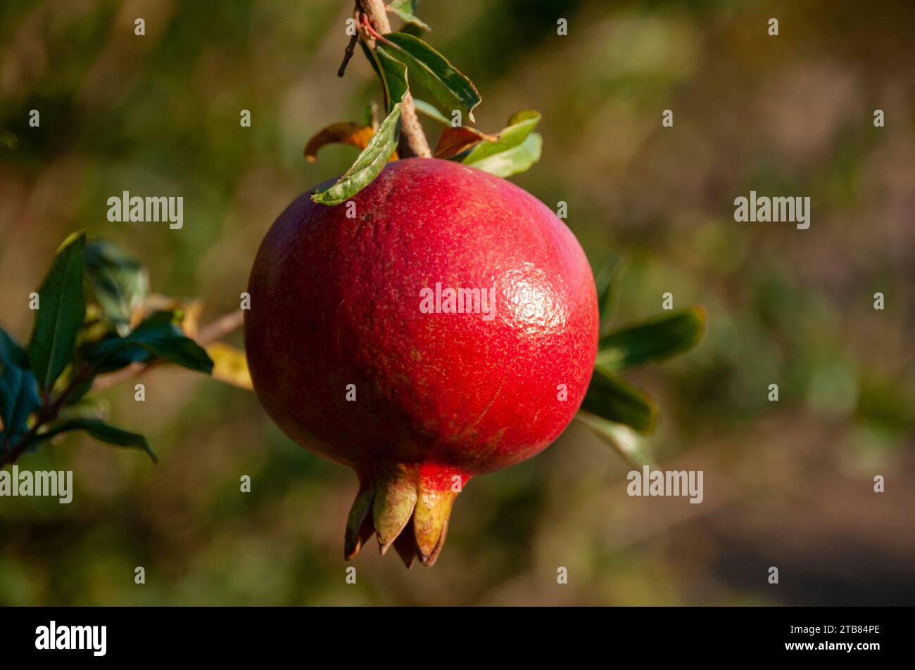 Red, mature, ripe pomegranate fruit hang from a tree during harvest ...