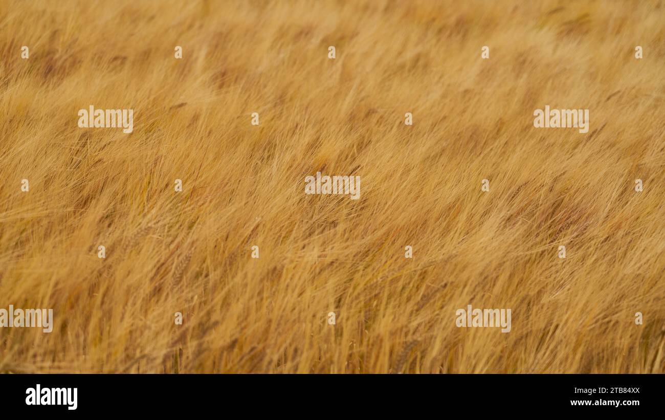 Golden yellow wheat field as agriculture farming background texture ...