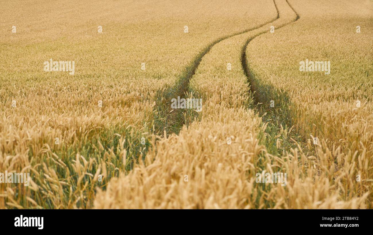 Clean tractor path through ripe yellow wheat field on agriculture farm ...