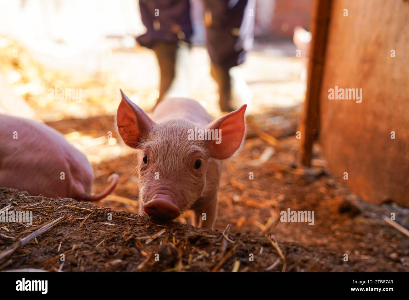 rural scene of a piggy and a farmer in the background on a commercial ...
