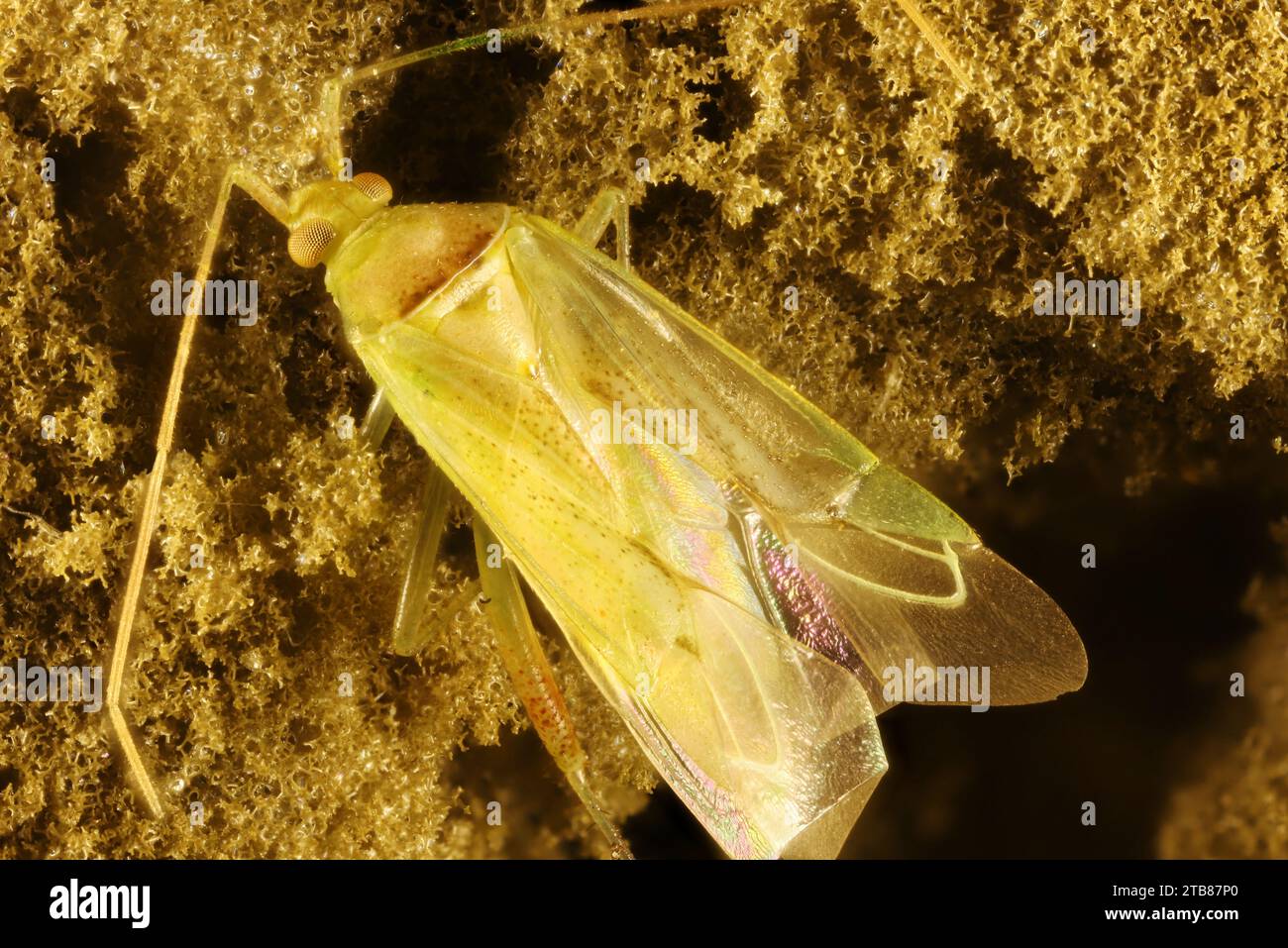 Close-up dorsal view of Green Mirid (Creontiades dilutes) South ...