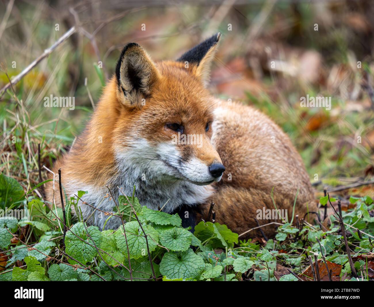 A Red Fox Laying Down Stock Photo - Alamy