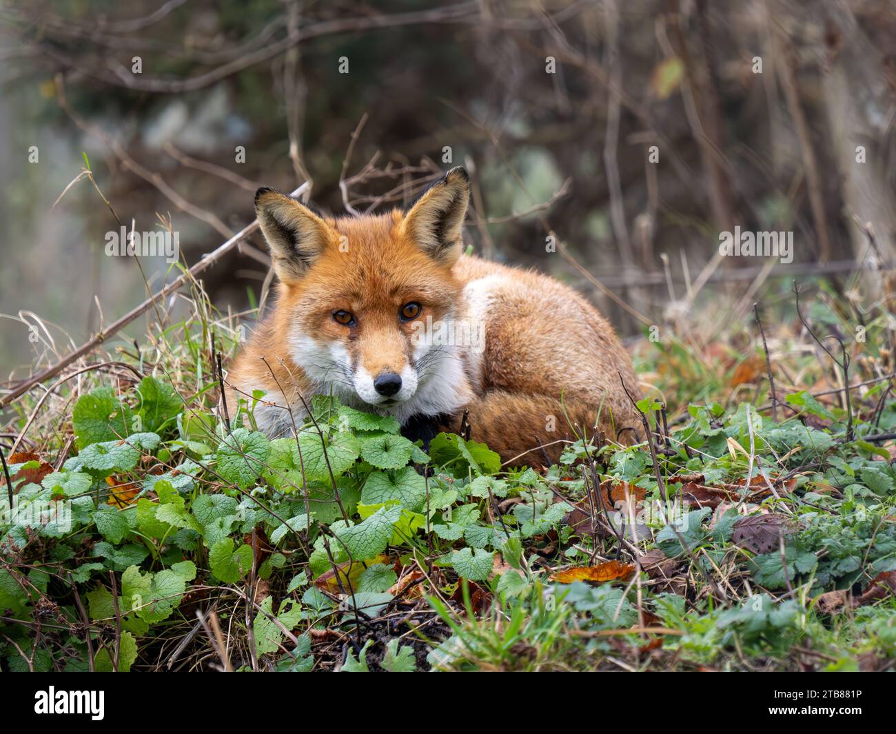 Fox laying down hi-res stock photography and images - Alamy