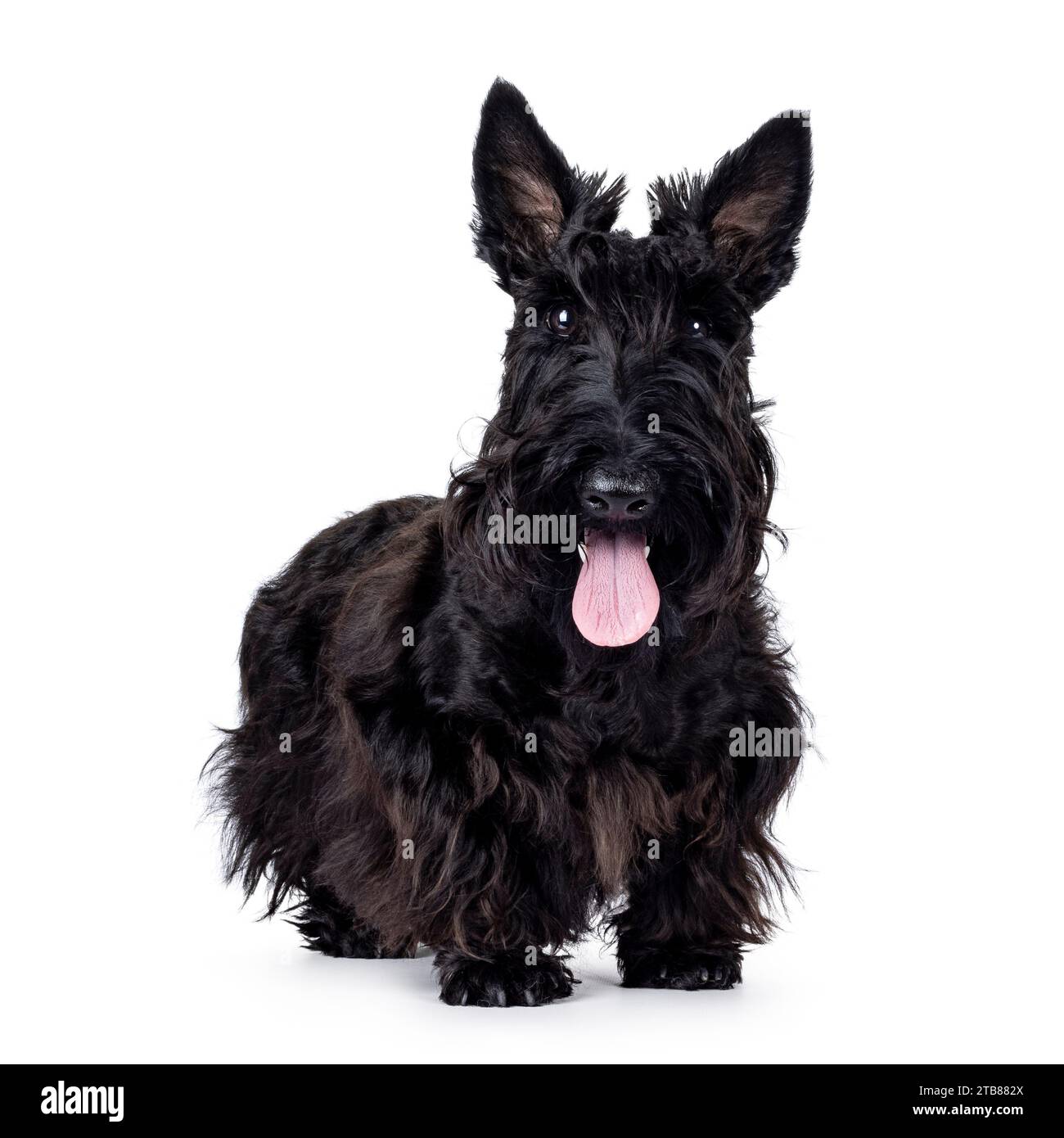 Adorable young solid black Scottish Terrier dog, standing up facing ...