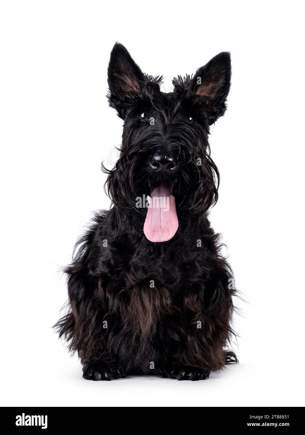 Black scottish terrier hi-res stock photography and images - Alamy