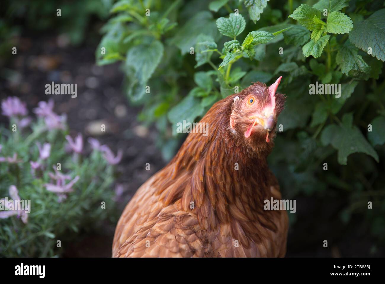 A rescue hen twists it's neck to look behind it while exploring a ...