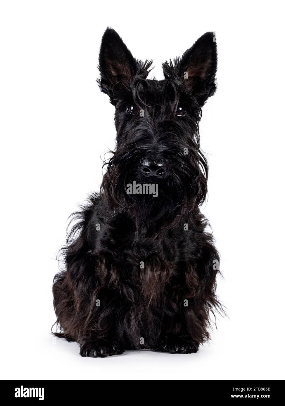 Black scottish terrier hi-res stock photography and images - Alamy
