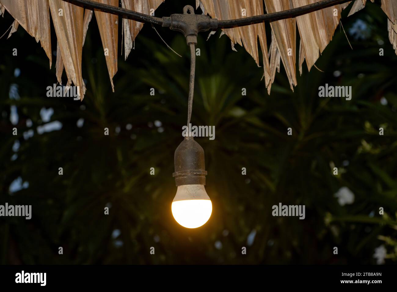 A glowing light bulb hangs on a cable under a natural material roof ...