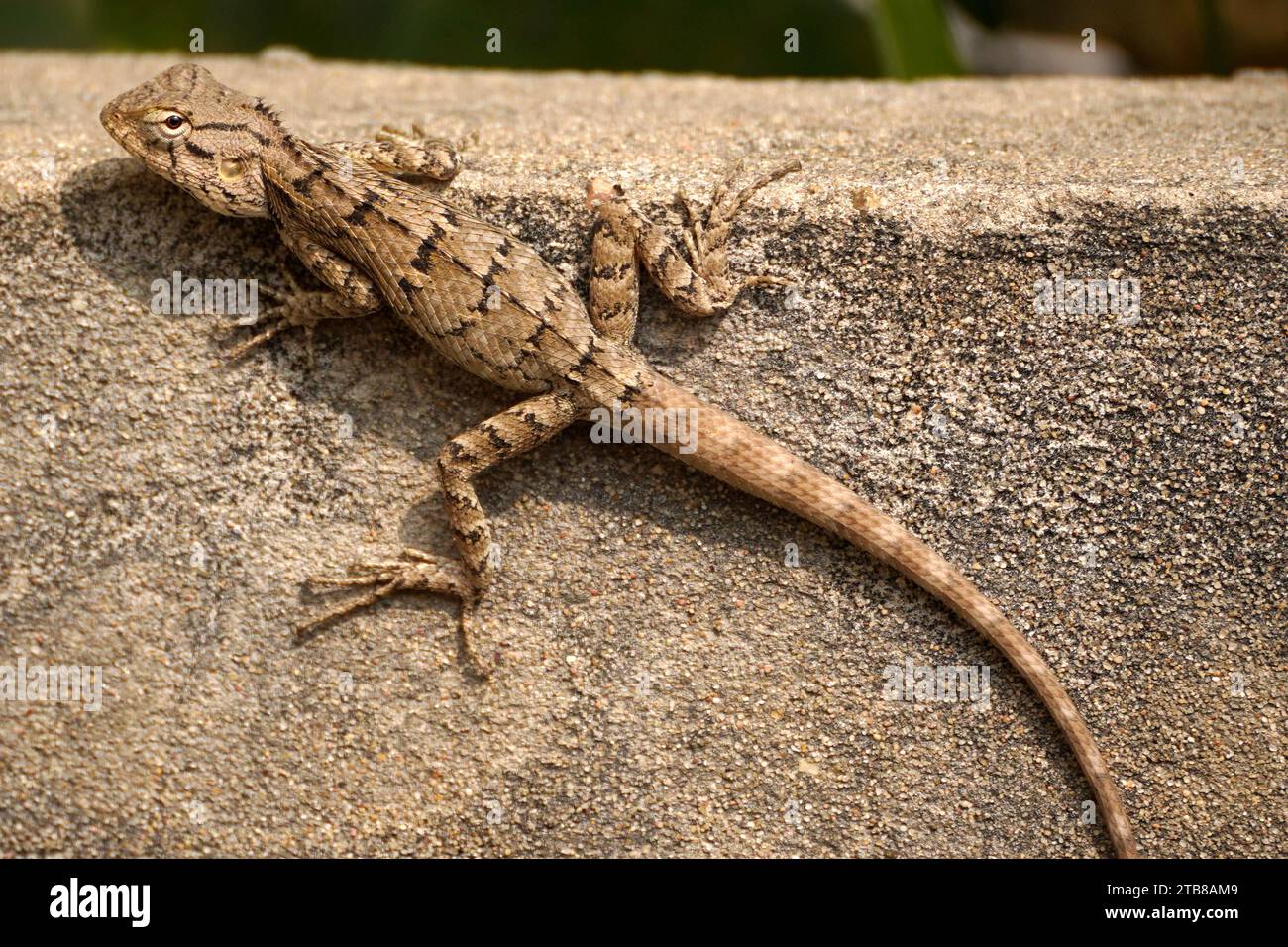 Lizard india wall hi-res stock photography and images - Alamy