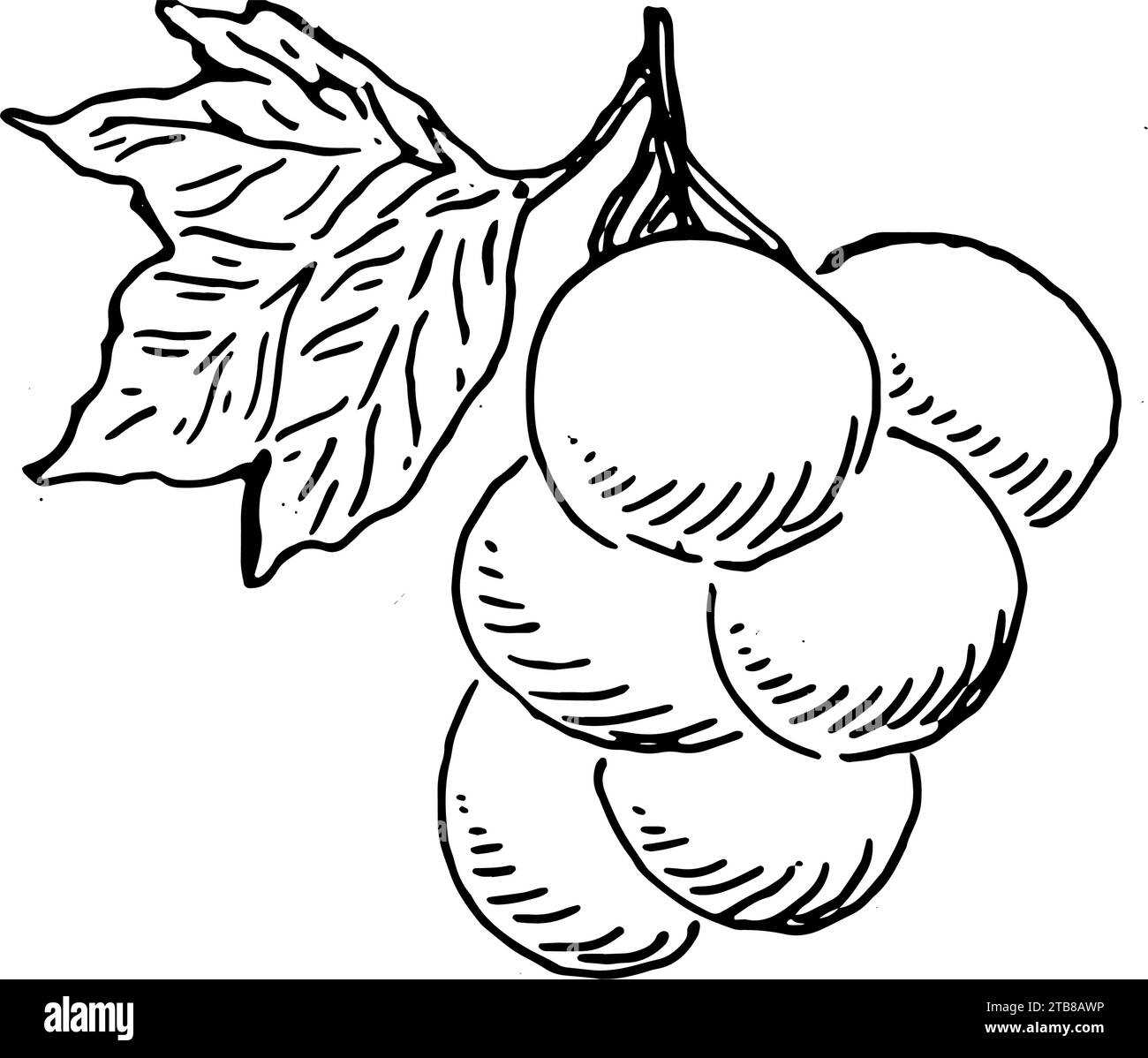 outline sketch of grape branch outline in vintage Stock Vector Image ...
