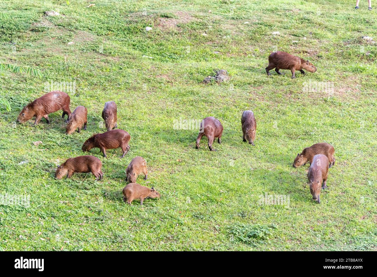 Capybara grazing hi-res stock photography and images - Alamy