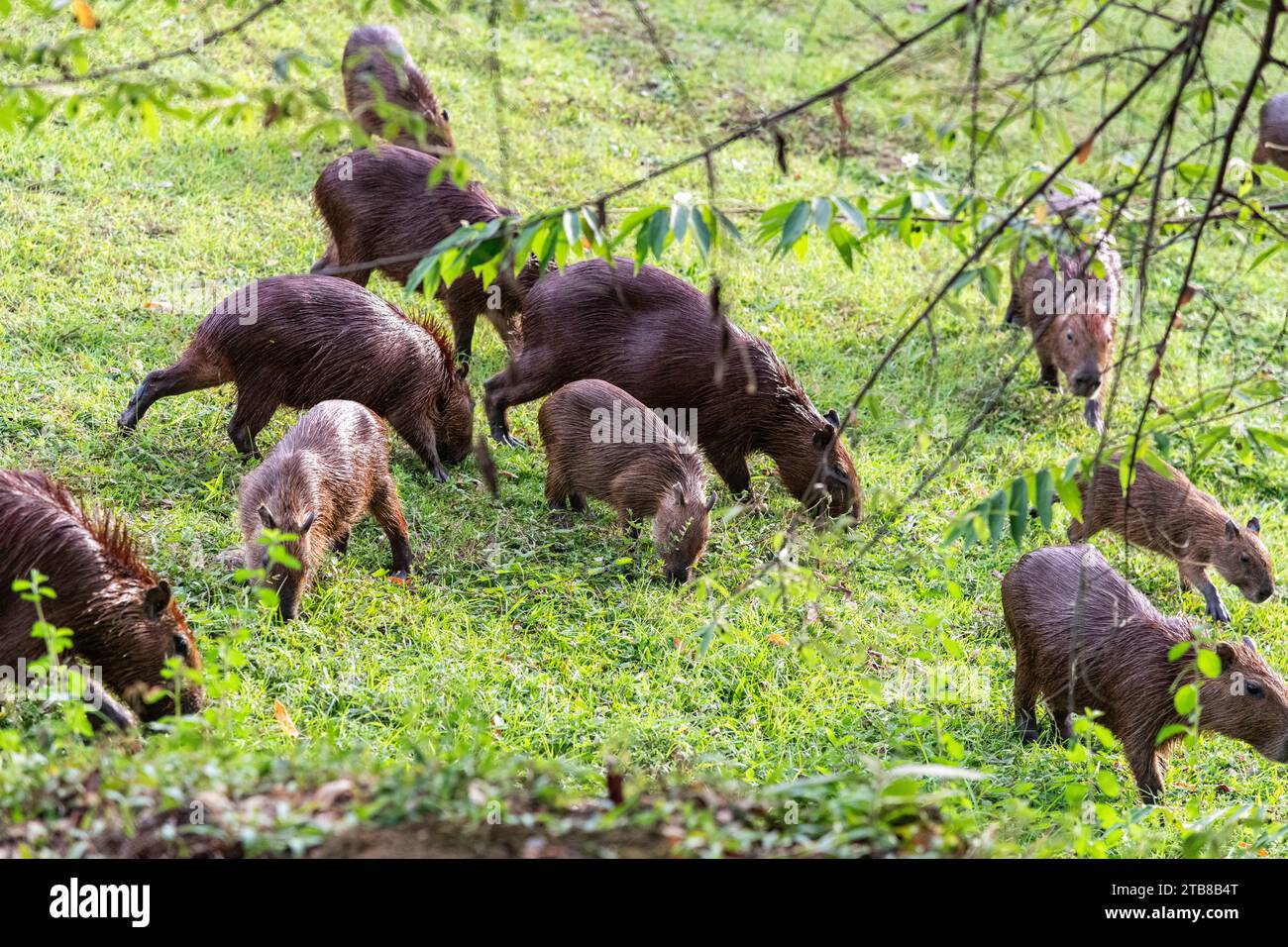 Capybara grazing hi-res stock photography and images - Alamy