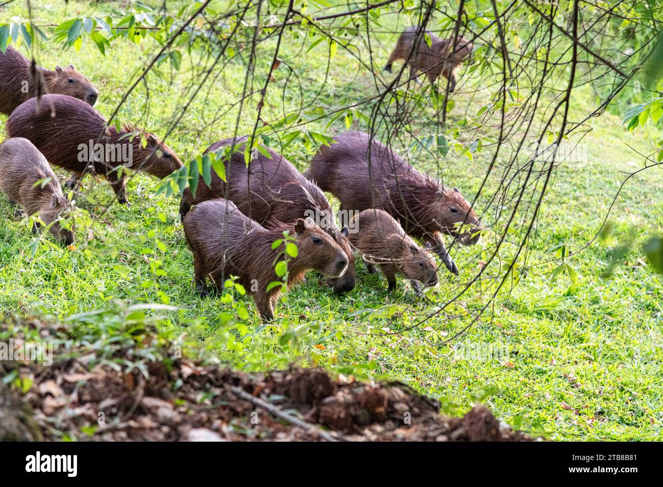 A herd of wild capybaras grazing at Hacienda Napoles in Colombia Stock ...
