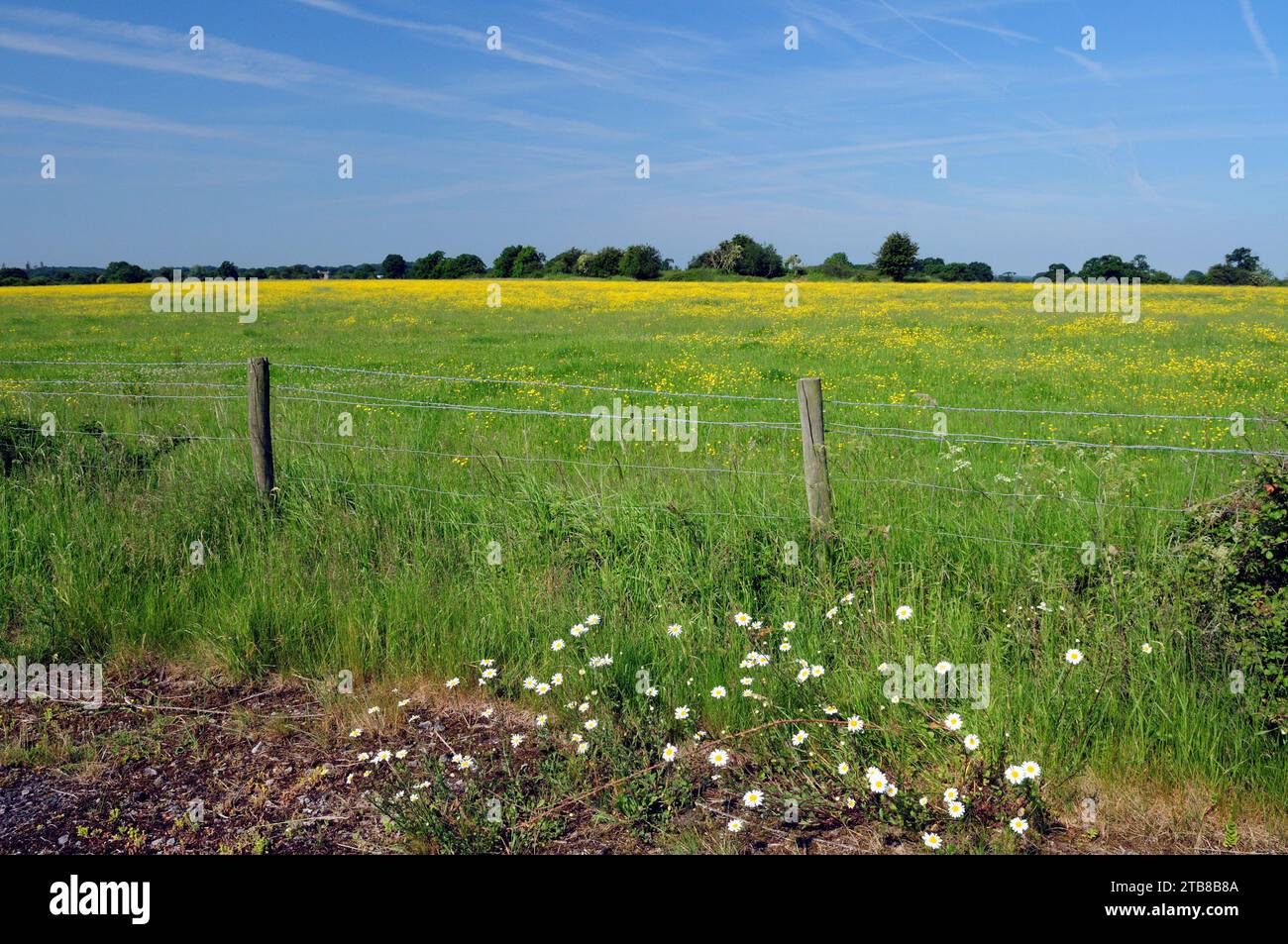 A field of buttercups at Blakehill Farm nature reserve, a former ...