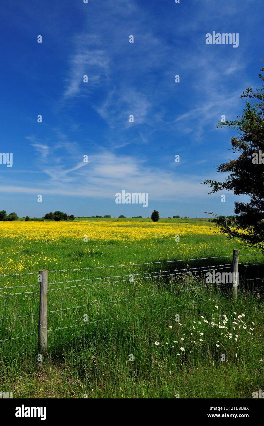 A field of buttercups at Blakehill Farm nature reserve, a former ...