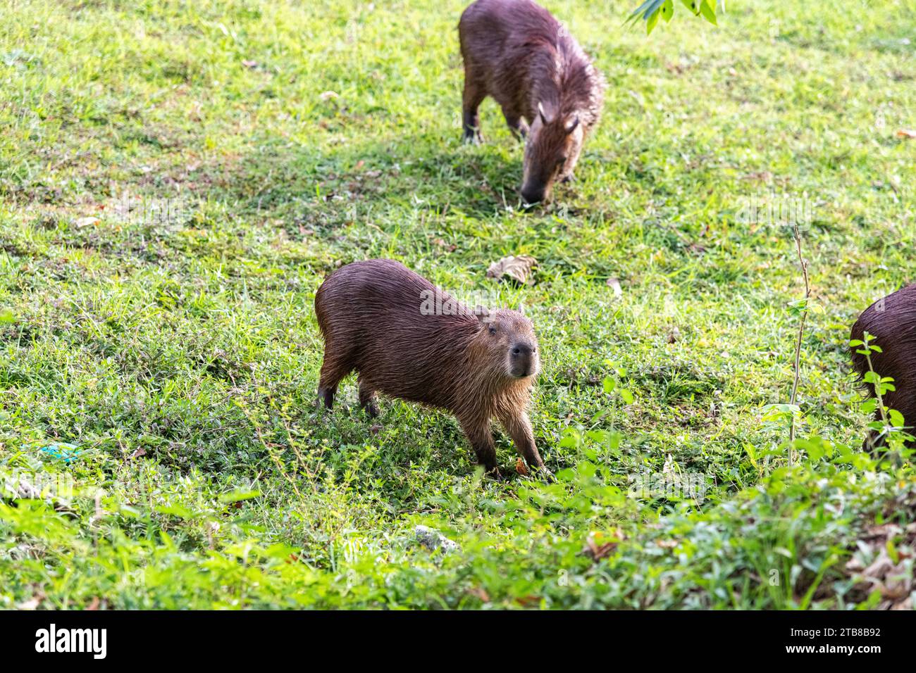 A herd of wild capybaras grazing at Hacienda Napoles in Colombia Stock ...