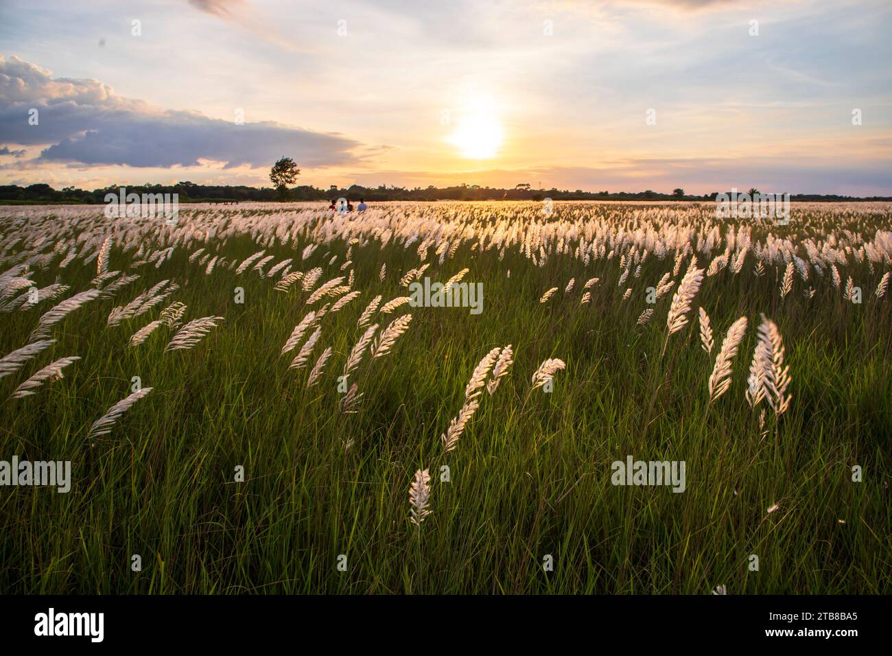Landscape view Icon of Autumn. Blooming Kans grass (Saccharum ...