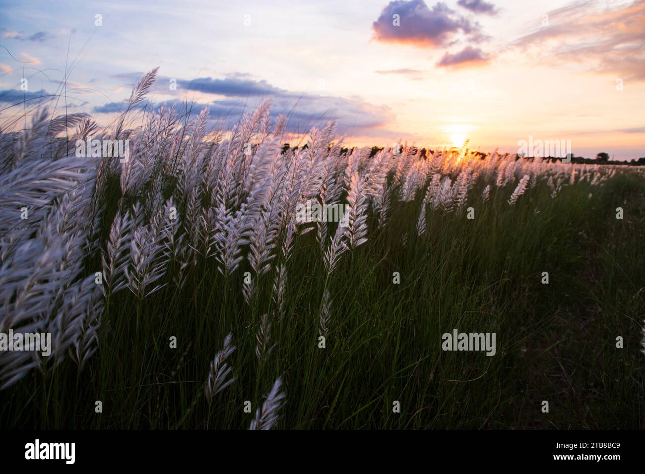 Landscape view Icon of Autumn. Blooming Kans grass (Saccharum ...