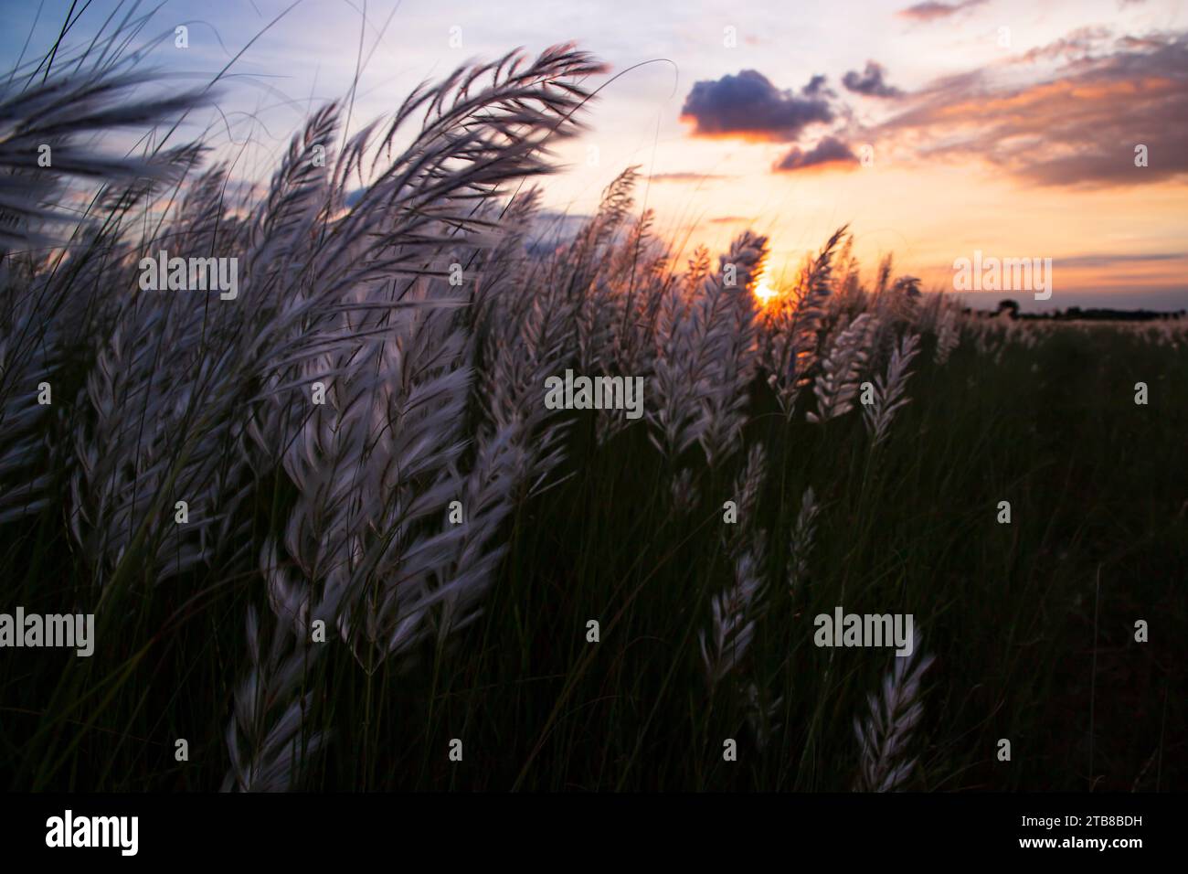 Landscape view Icon of Autumn. Blooming Kans grass (Saccharum ...