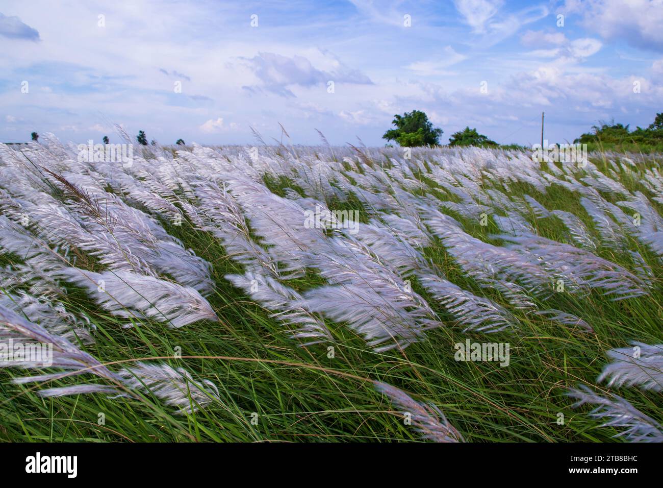 Landscape view of Autumn Icon. Blooming Kans grass (Saccharum ...