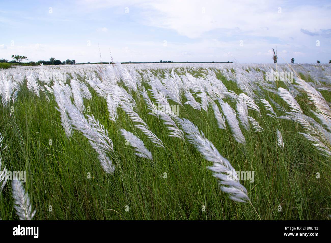 Kashful hi-res stock photography and images - Alamy