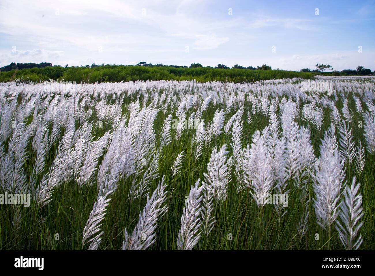 Landscape view of Autumn Icon. Blooming Kans grass (Saccharum ...