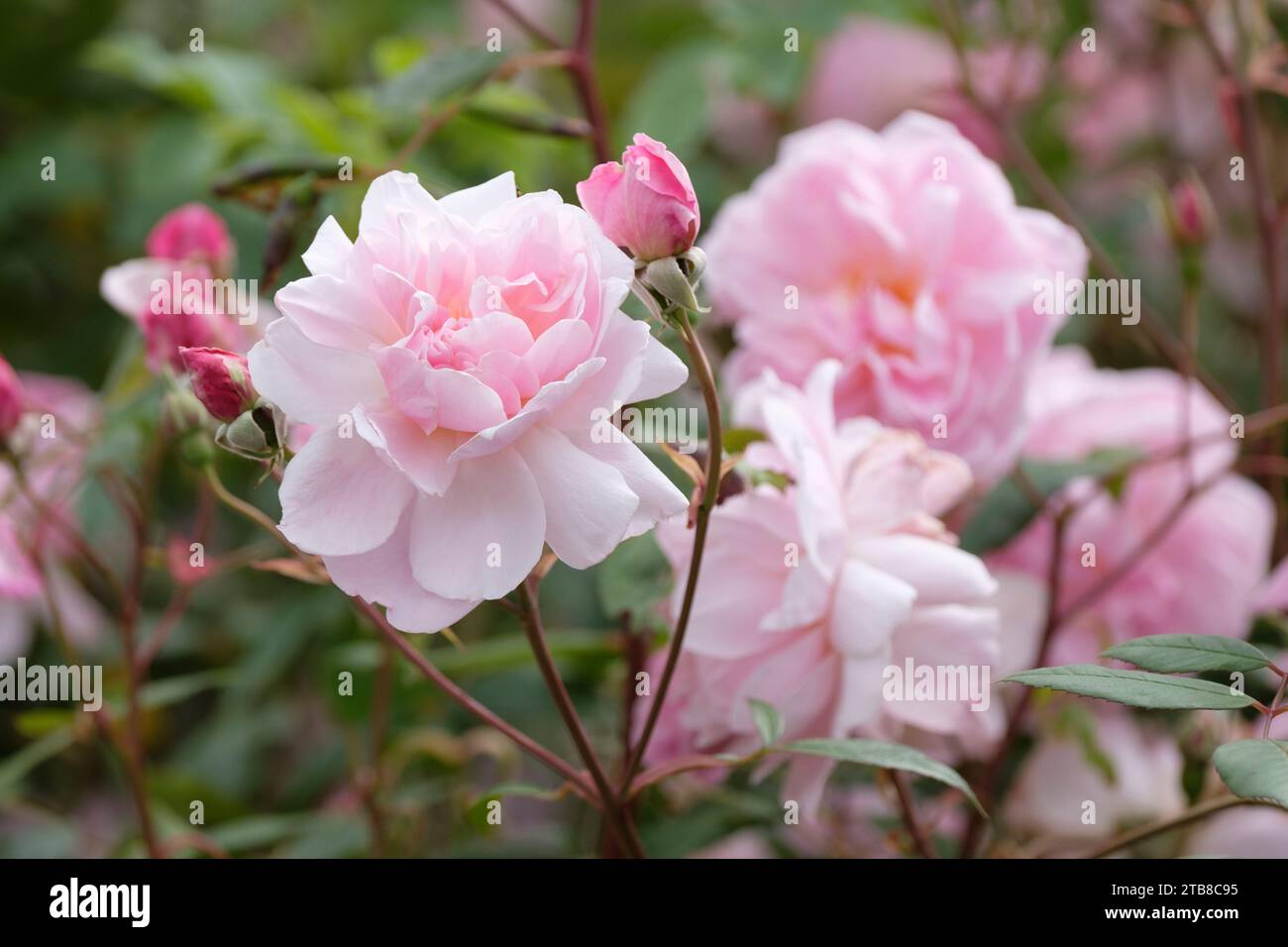 Rosa mortimer sackler rose hi-res stock photography and images - Alamy