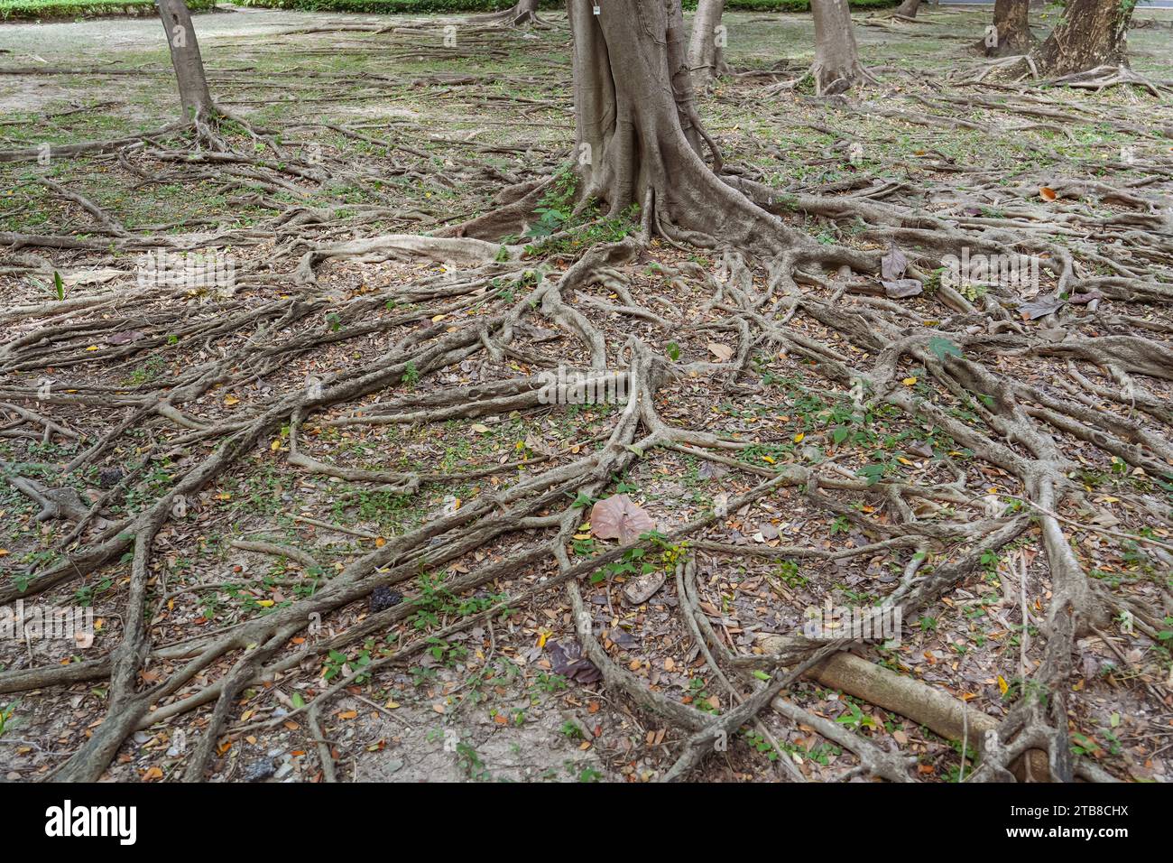 Many lot roots of the ficus tree, which appeared on the ground Stock ...