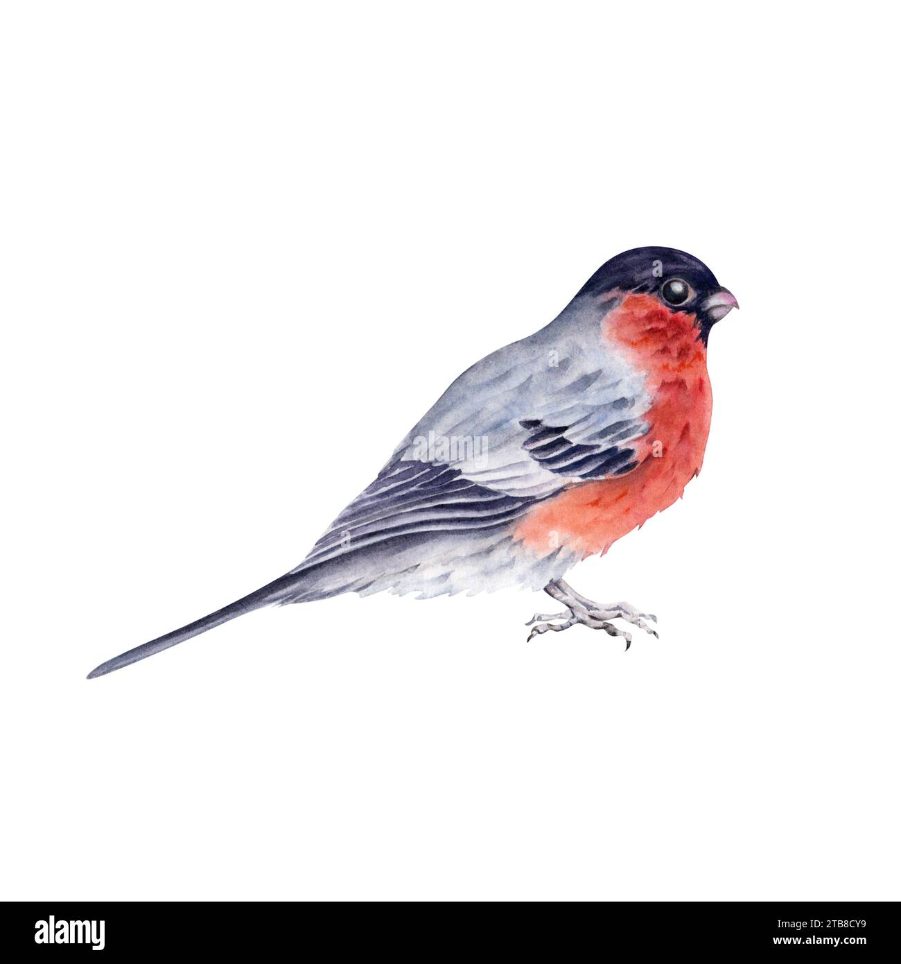 Red bullfinch. Christmas New Year design element. Small finch bird ...