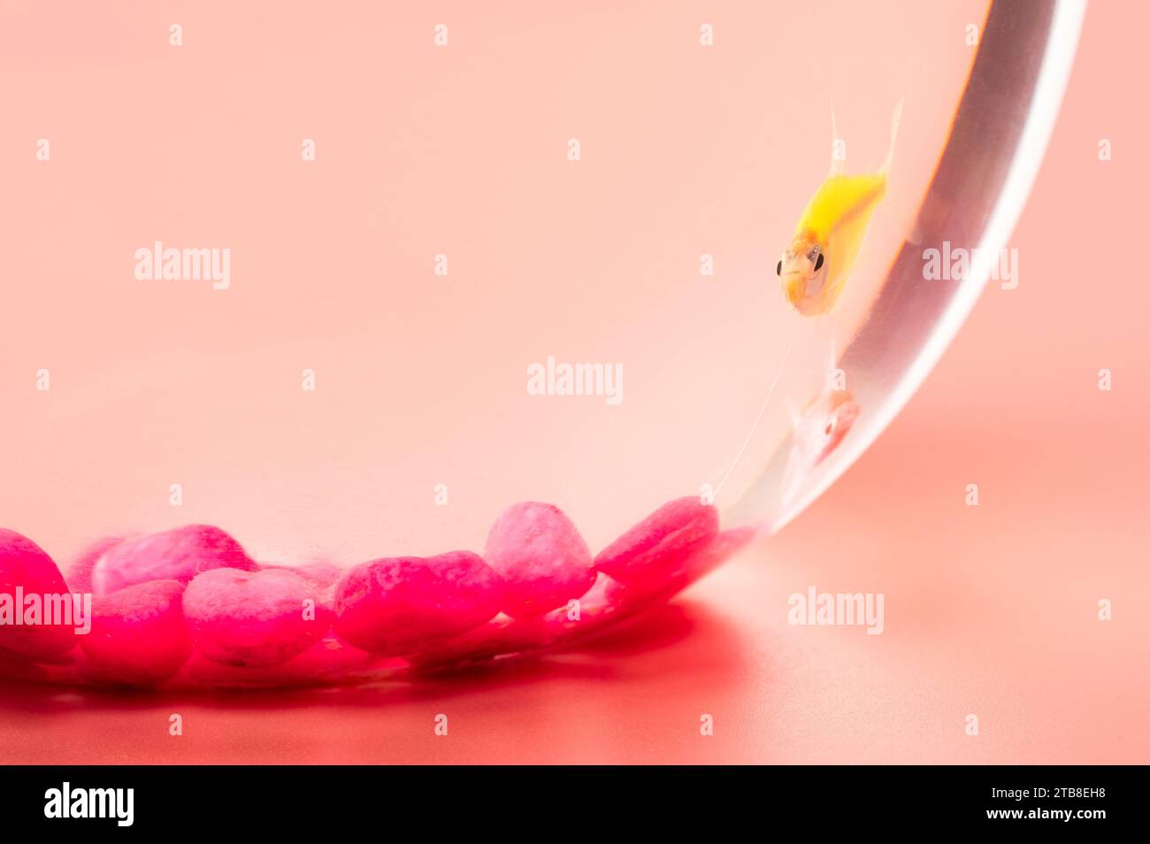 Macro of small fishes in bowl on pink color background Stock Photo - Alamy