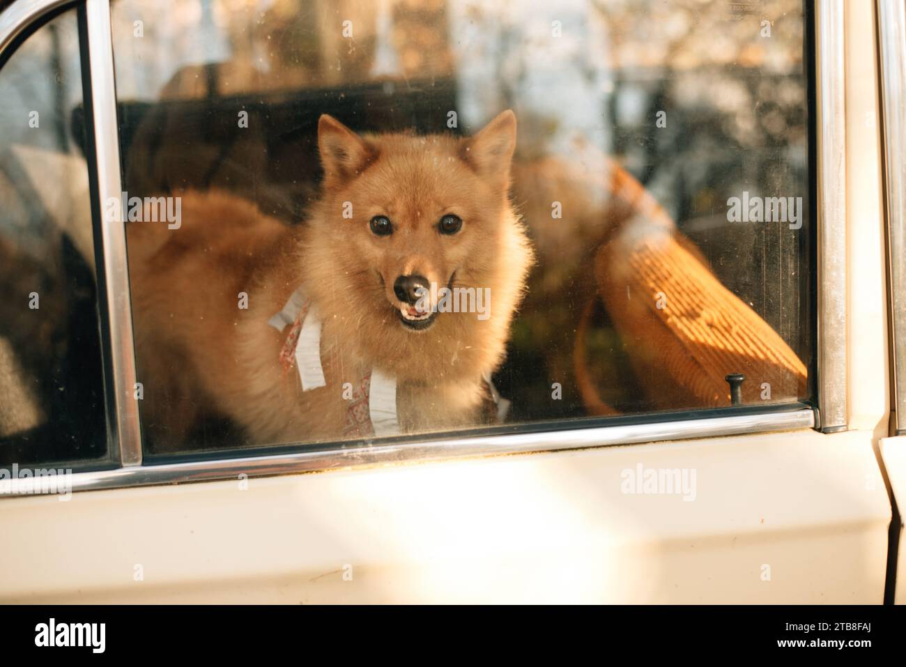 red fluffy dog in the car Stock Photo - Alamy