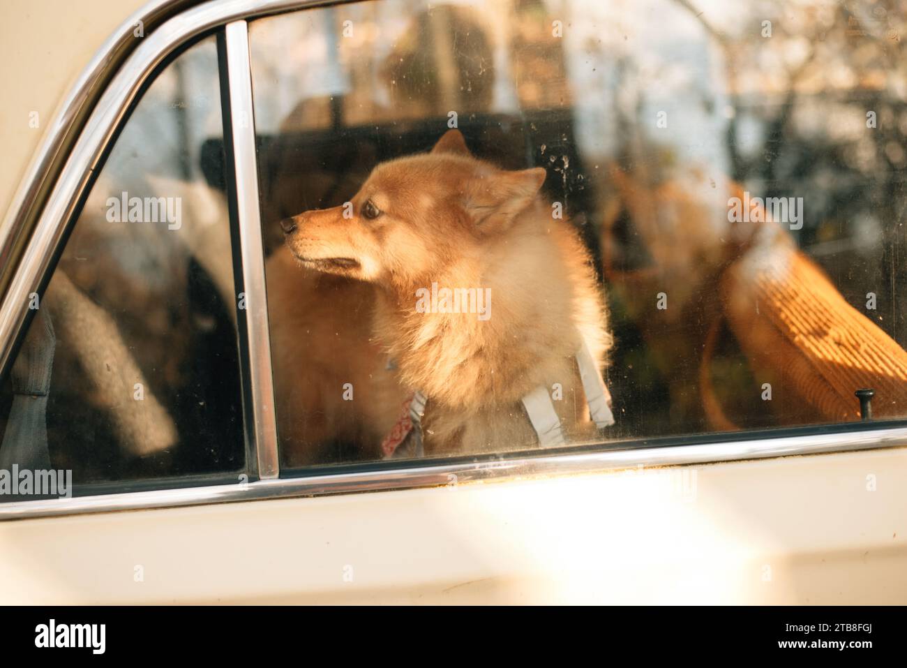 red fluffy dog in the car Stock Photo - Alamy