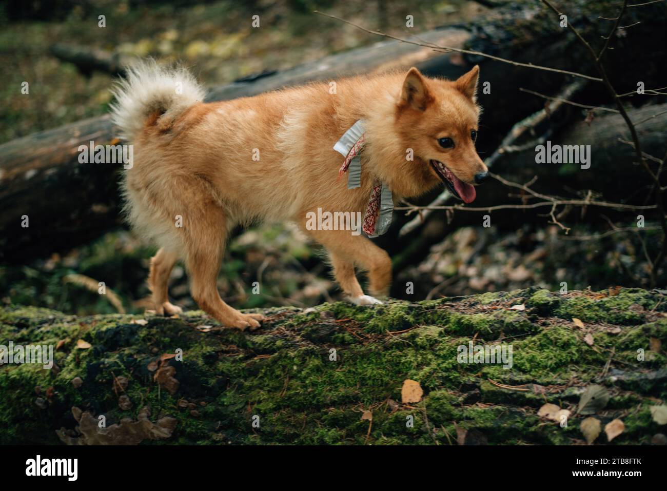 red fluffy hunting dog walks through the forest Stock Photo - Alamy