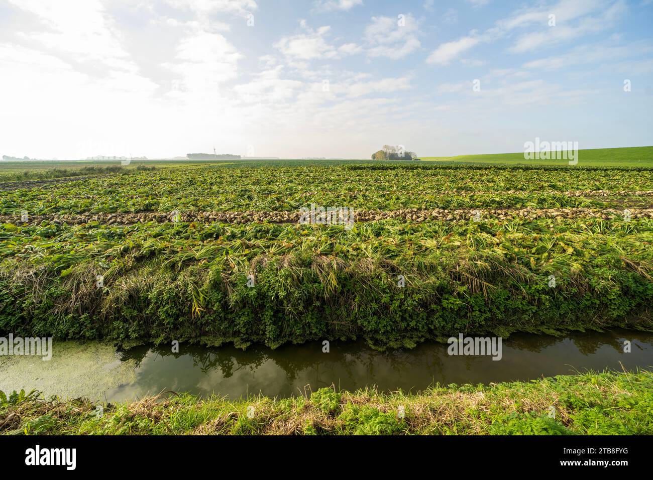 Agricultural fields in Noard-east Fryslan, the Netherlands Stock Photo ...