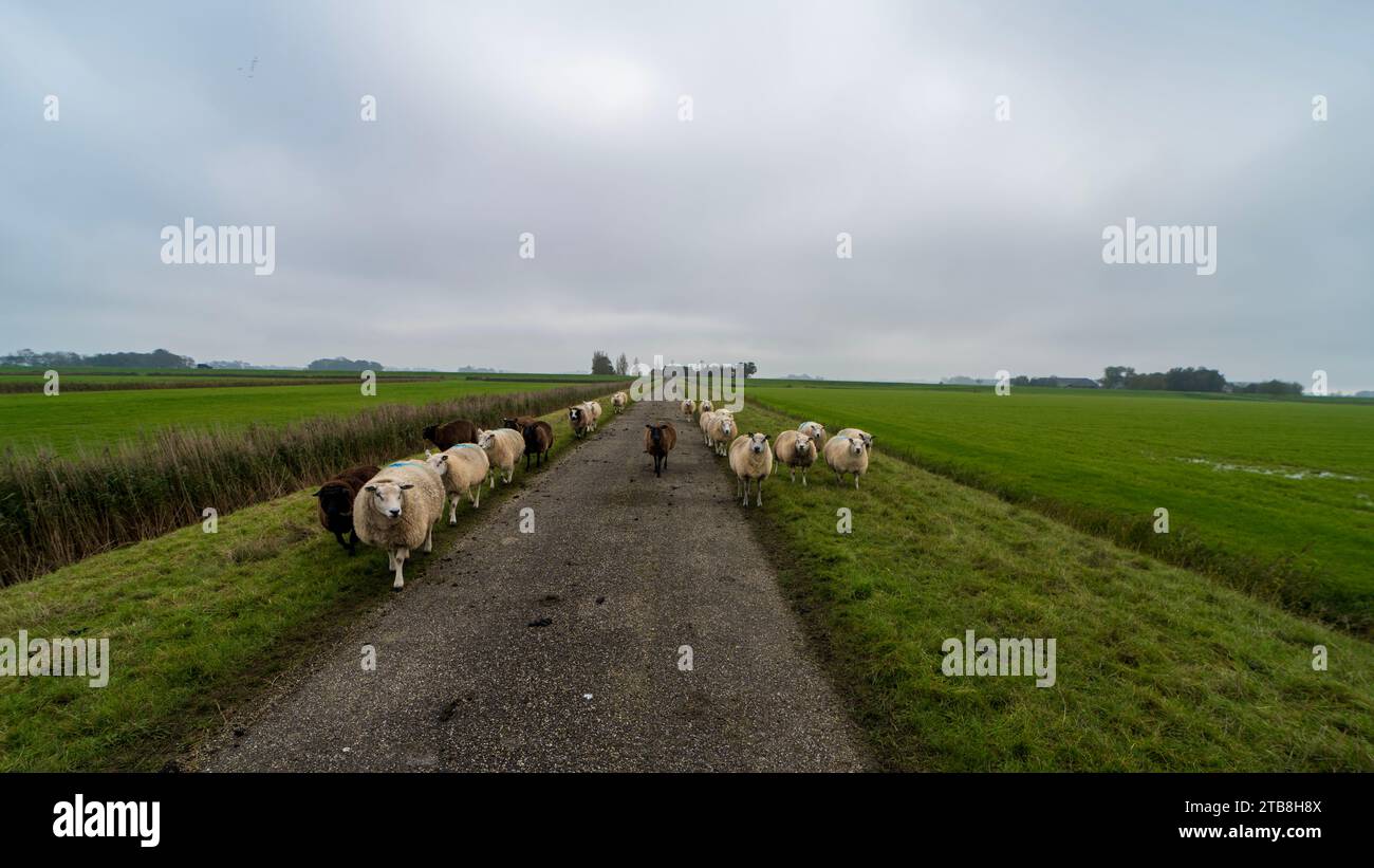 Sheep on the road near Ternaard, the Netherlands Stock Photo - Alamy