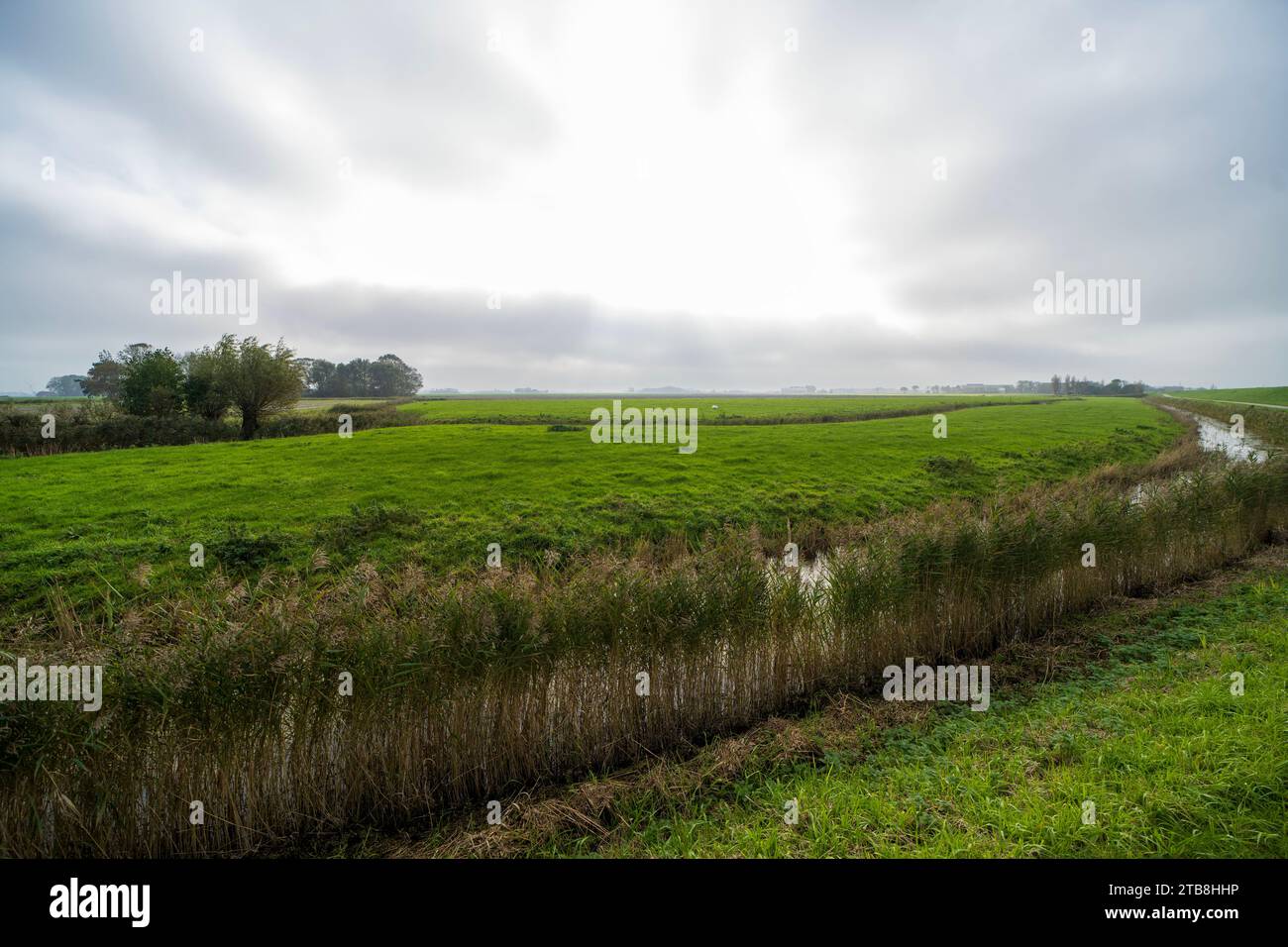 Fields outside of Ternaard, the Netherlands Stock Photo - Alamy