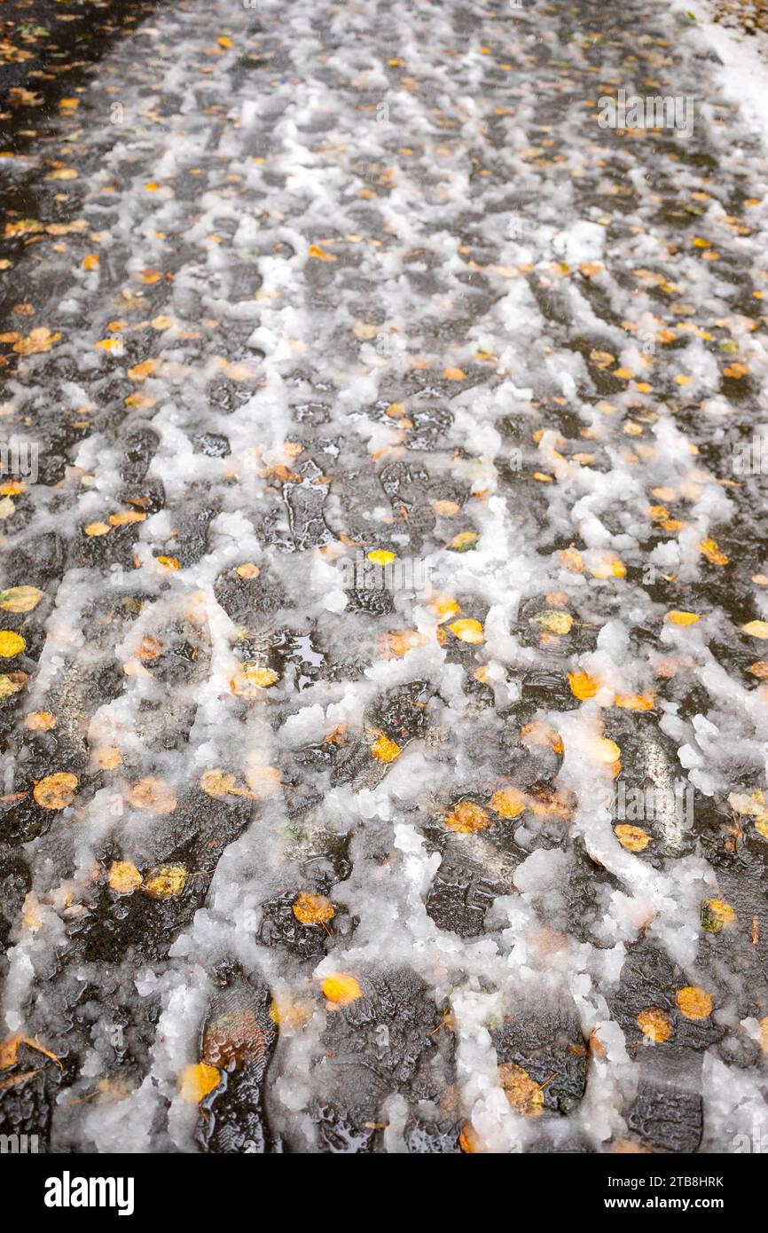 Fallen yellow leaves and shoes prints on first wet snow. Early snowing ...