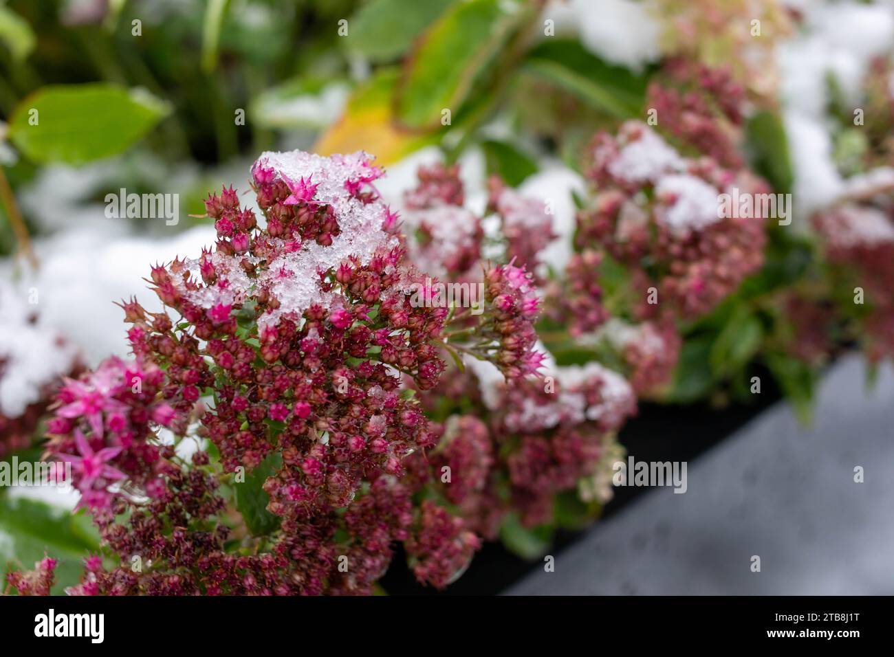 Beautiful pink flowers covered by snow. First early snow. Season ...