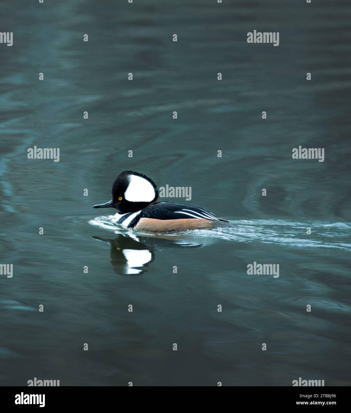 Hooded Merganser Duck swimming through a pond Stock Photo - Alamy