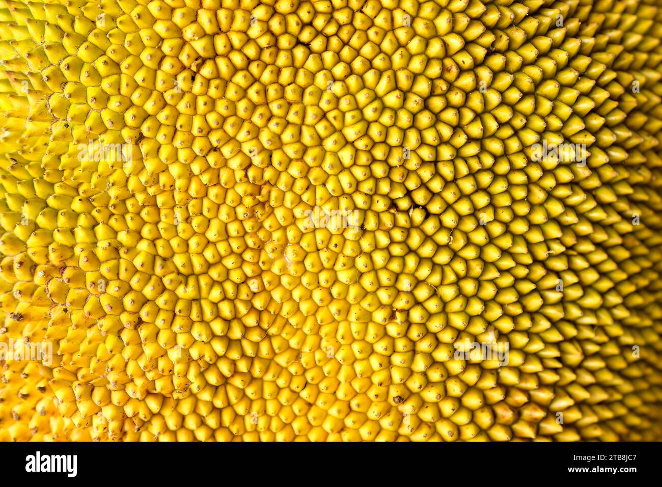 Ripe yellow Jackfruit tropical fruit peel thorn texture background ...