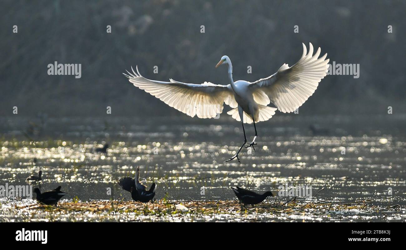 Beijing, China's Shandong Province. 5th Dec, 2023. An egret flies over ...